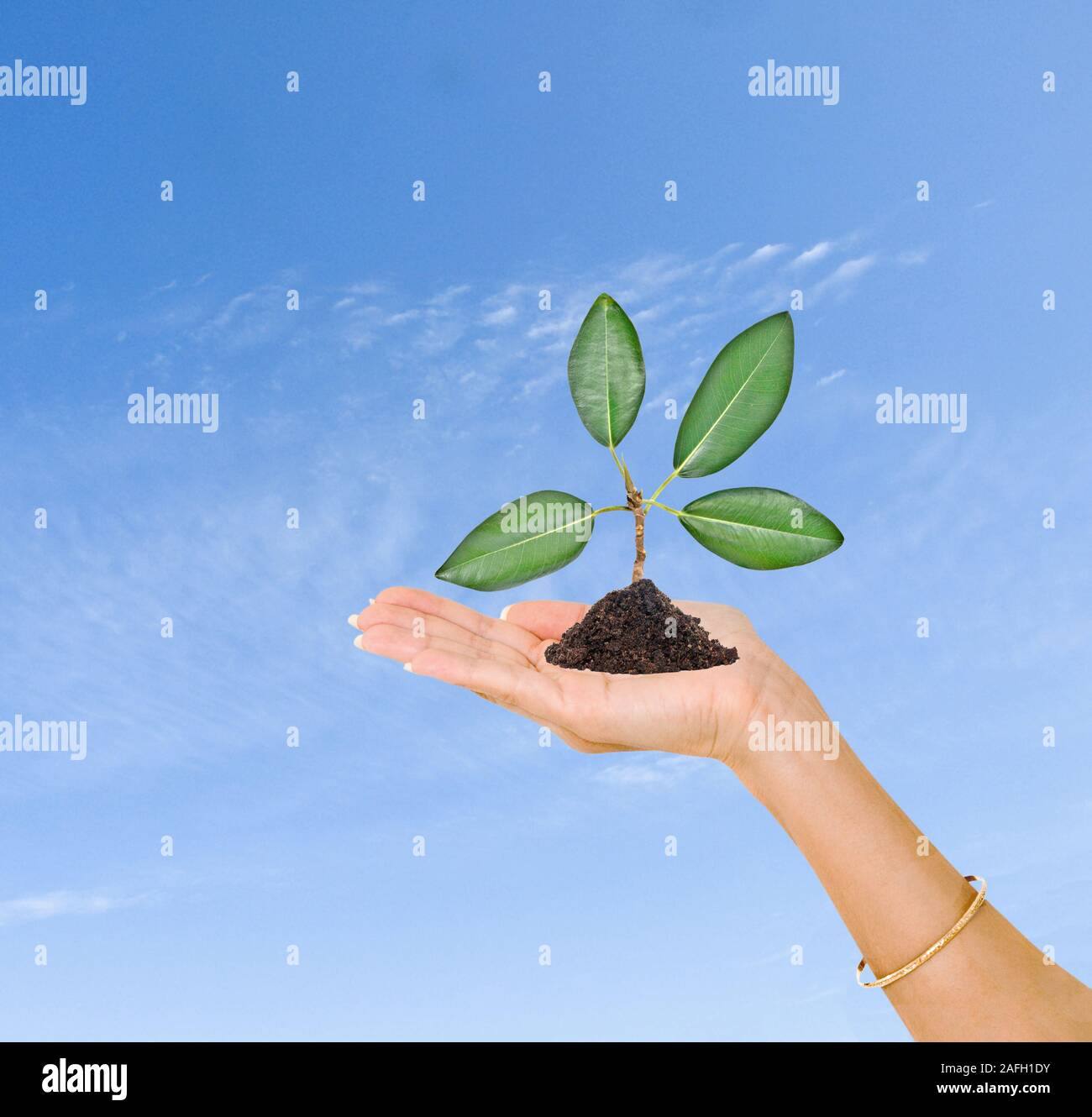 A sapling in hand as a symbol of nature protection Stock Photo - Alamy
