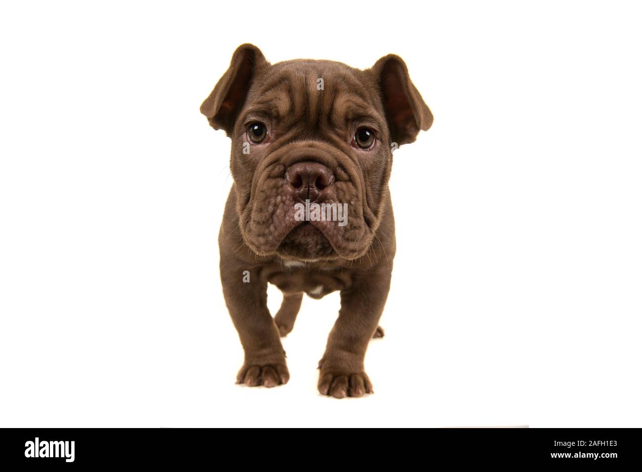 Front view of a standing old english bulldog puppy leaning forward and ...