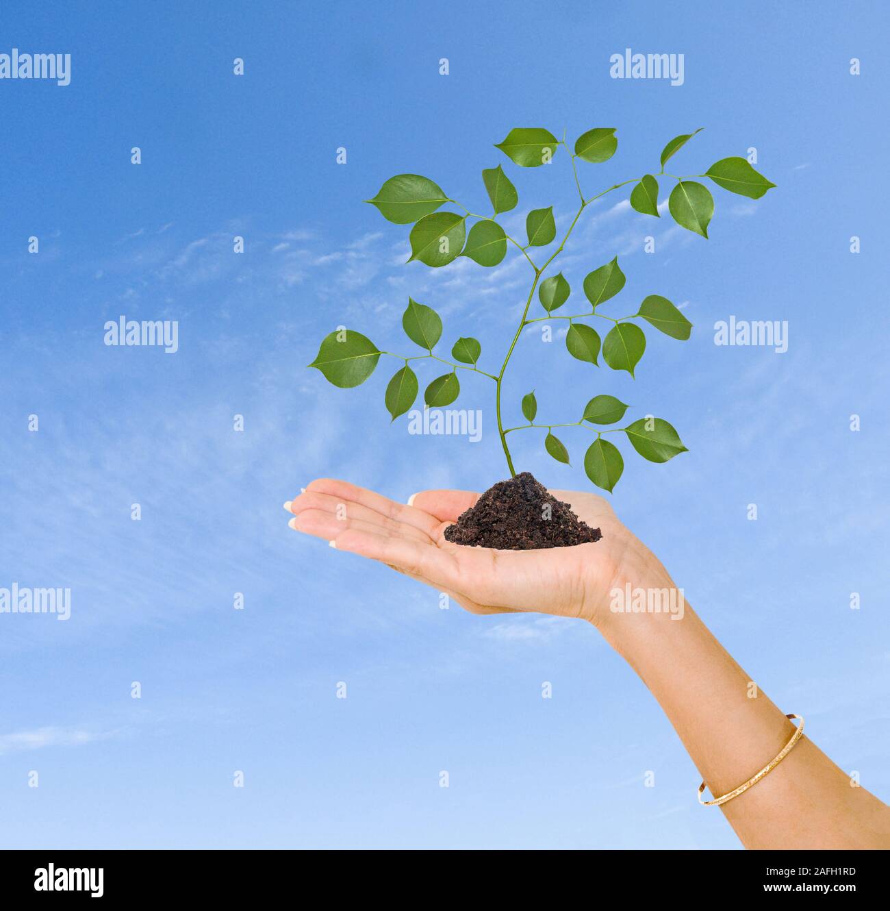 tree seedling in hand as a symbol of nature potection Stock Photo - Alamy