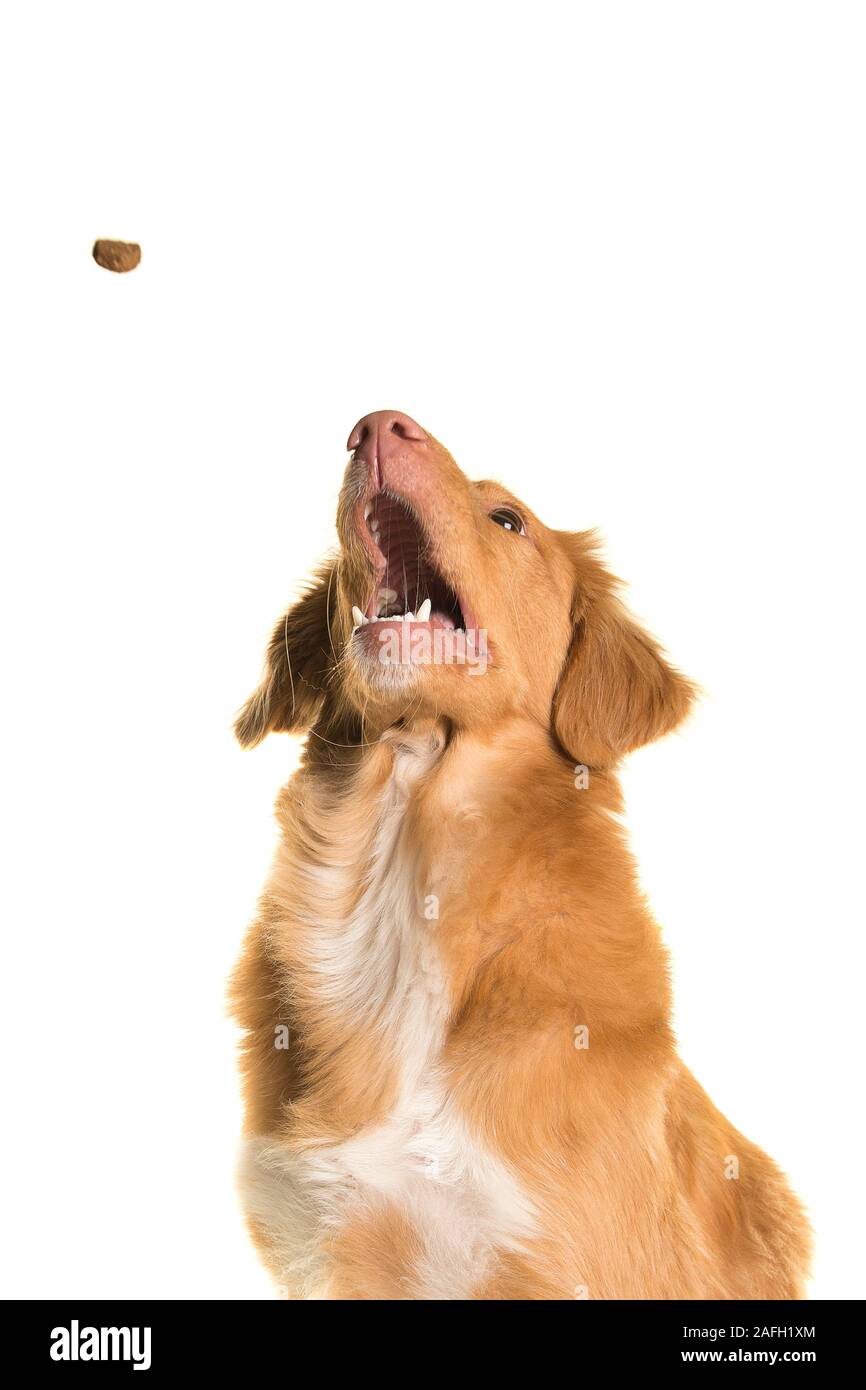 Portrait of a Nova Scotia Duck Tolling Retriever trying to catch a ...