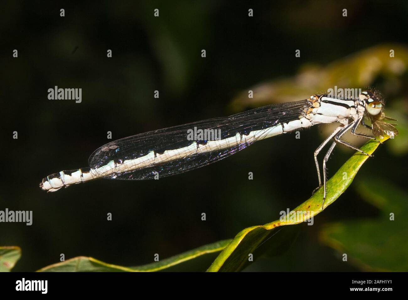 Female common blue damselfly eating a fly Stock Photo - Alamy