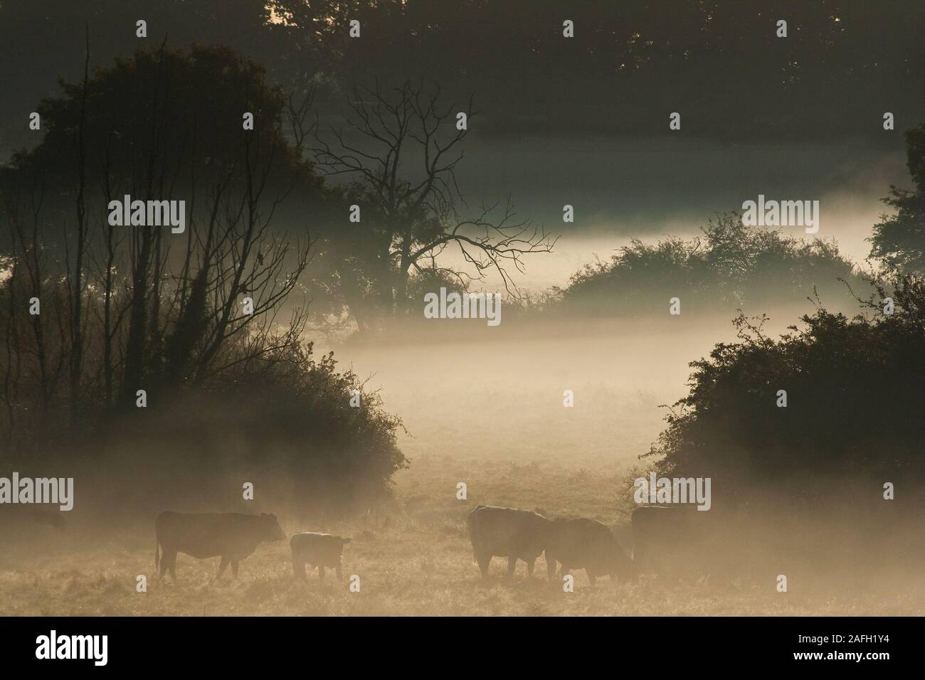 Back-lit cattle in a misty meadow in the early morning Stock Photo - Alamy