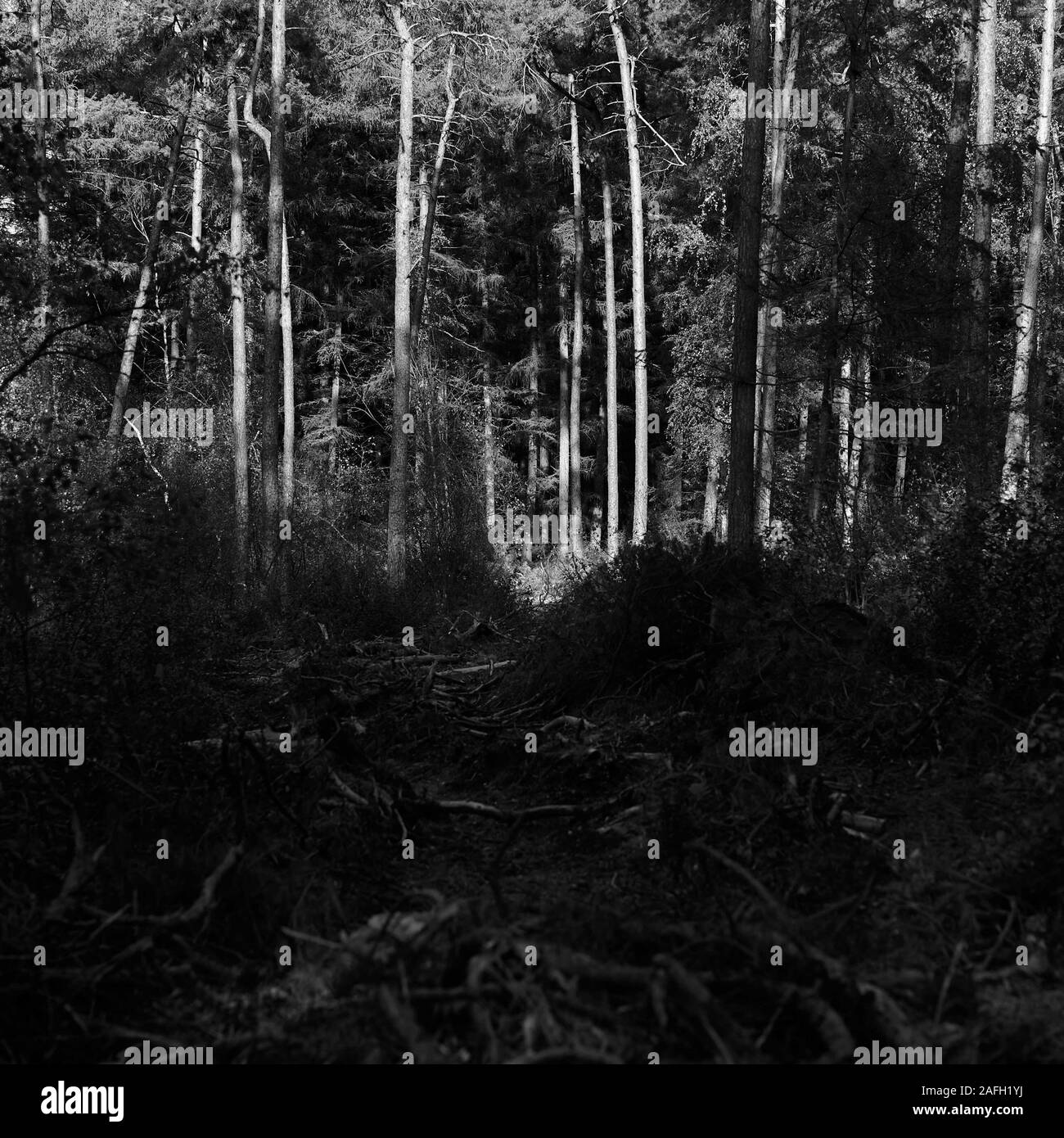 Greyscale of a forest covered in tree branches and leaves under ...
