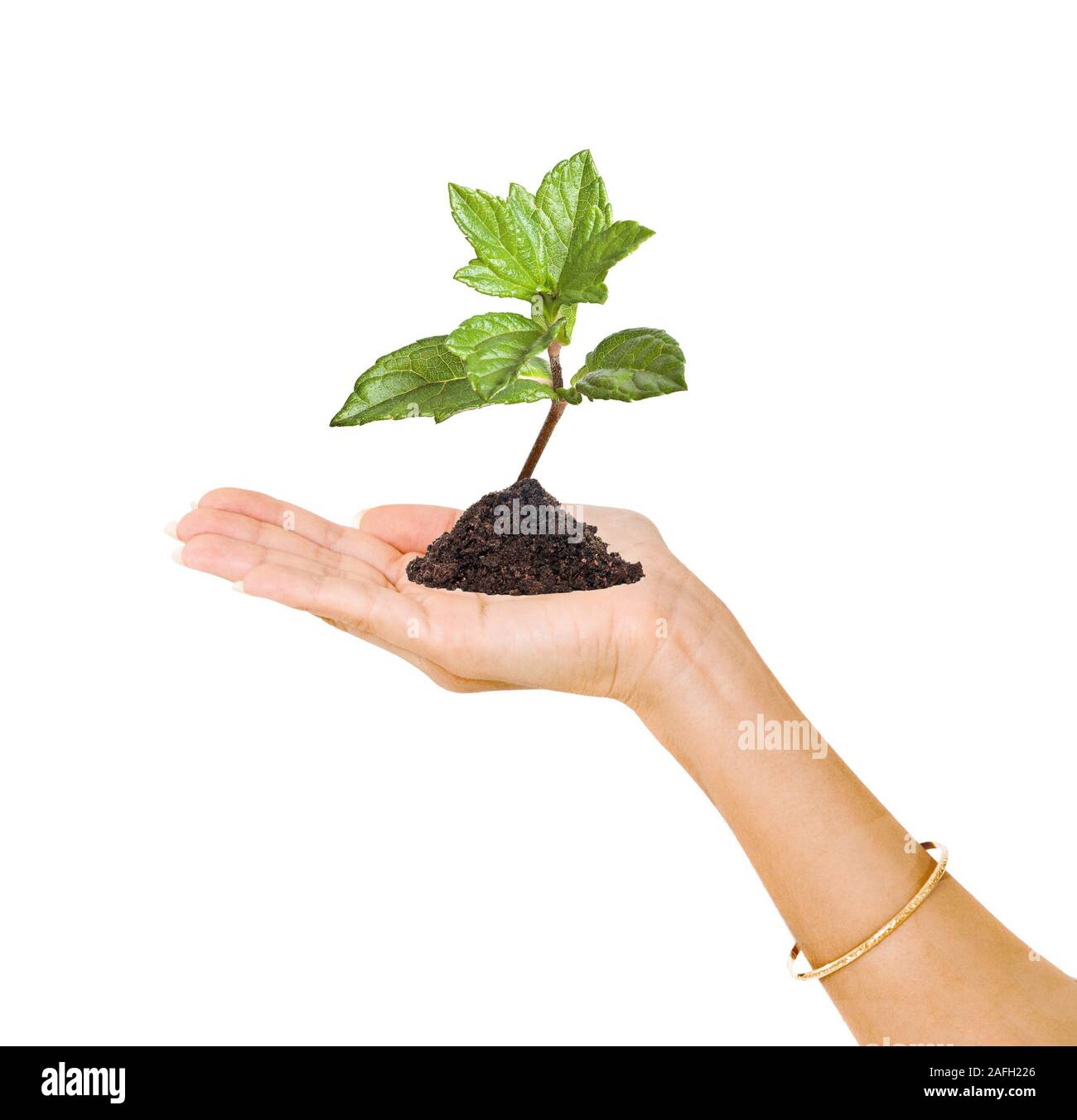 Tree shoot in hand as a symbol of nature potection Stock Photo - Alamy