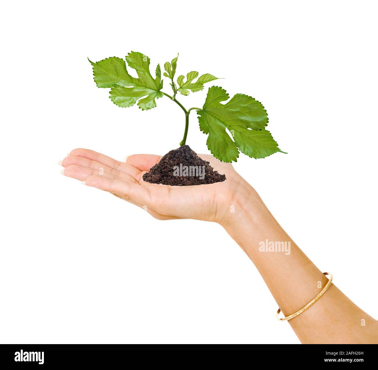 tree seedling in hand as a symbol of nature protection Stock Photo - Alamy