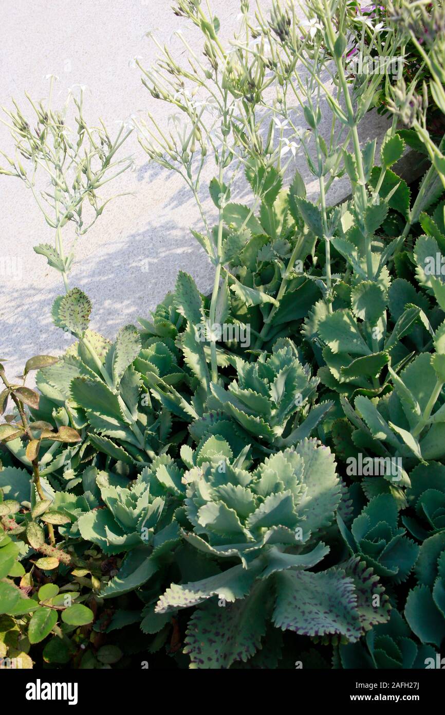 Penwiper hi-res stock photography and images - Alamy