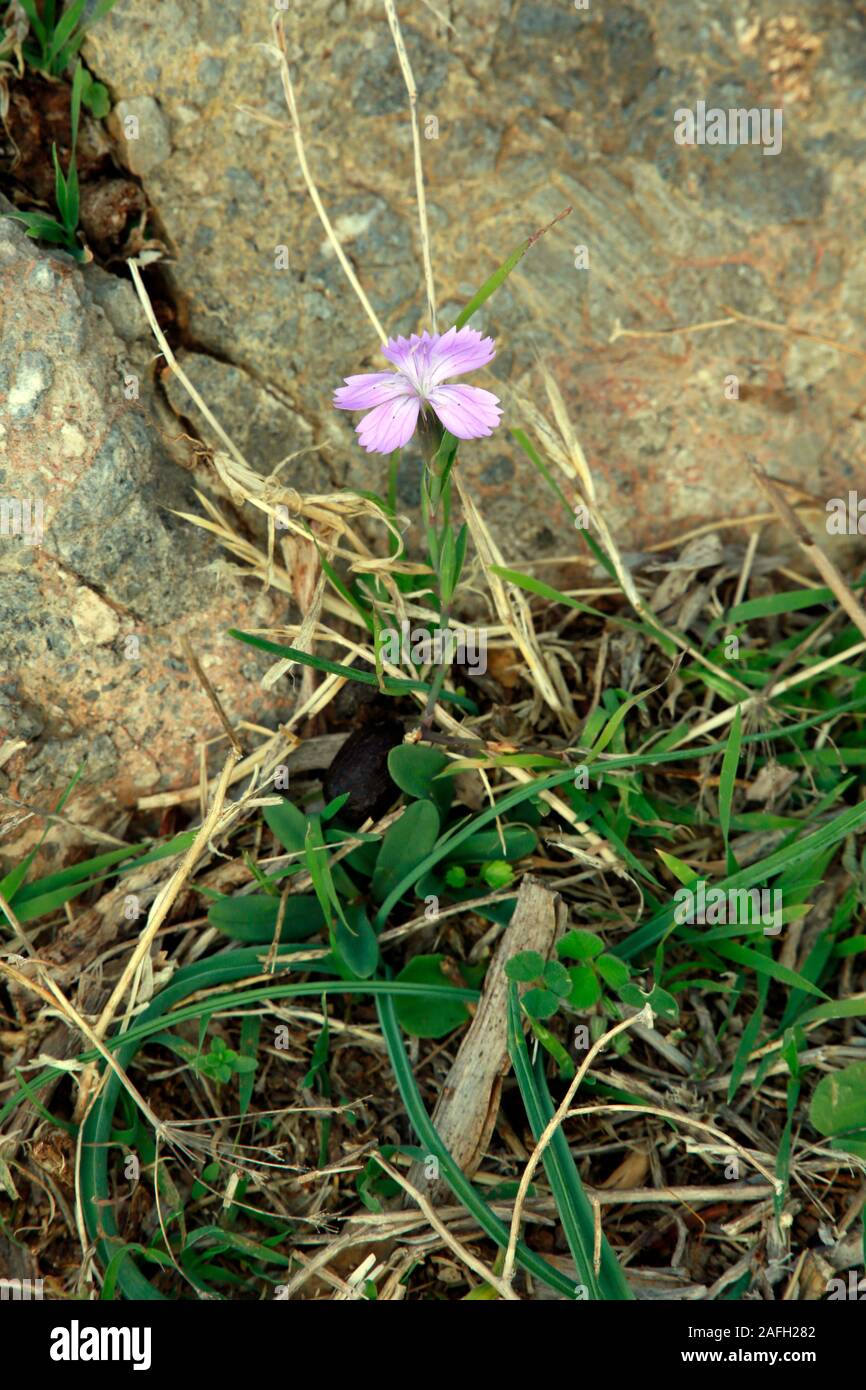 Wilde Nelke (Dianthus strictus subsp. troodi), Endemit auf Zypern ...