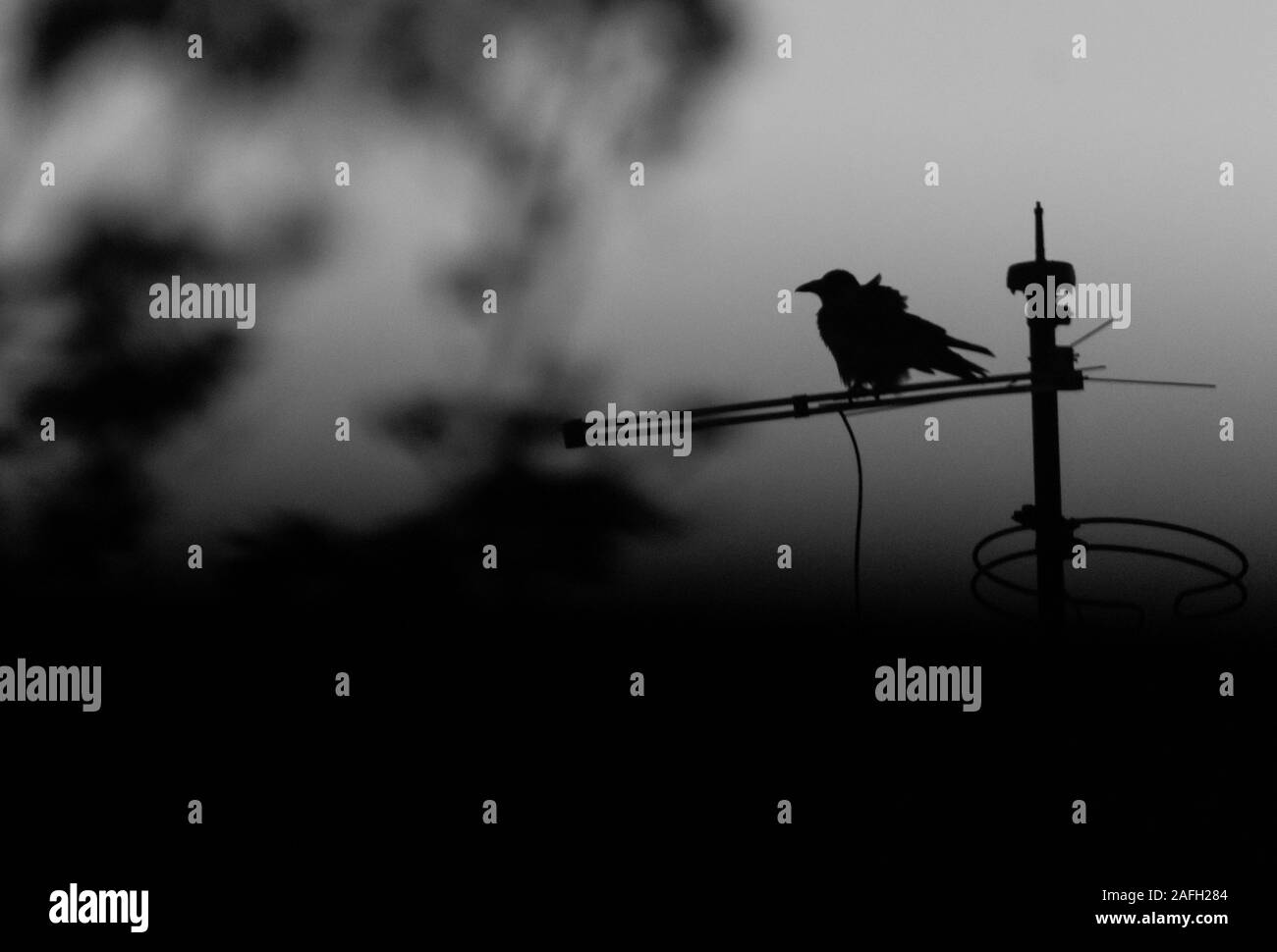 Greyscale shot of a crow perched on an electricity wire with a blurred ...