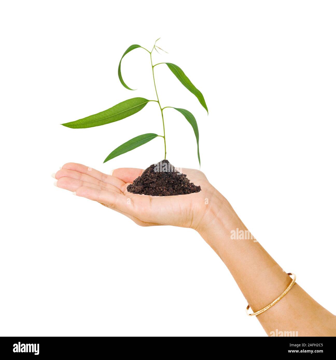 Tree shoot in hand as a symbol of nature potection Stock Photo - Alamy