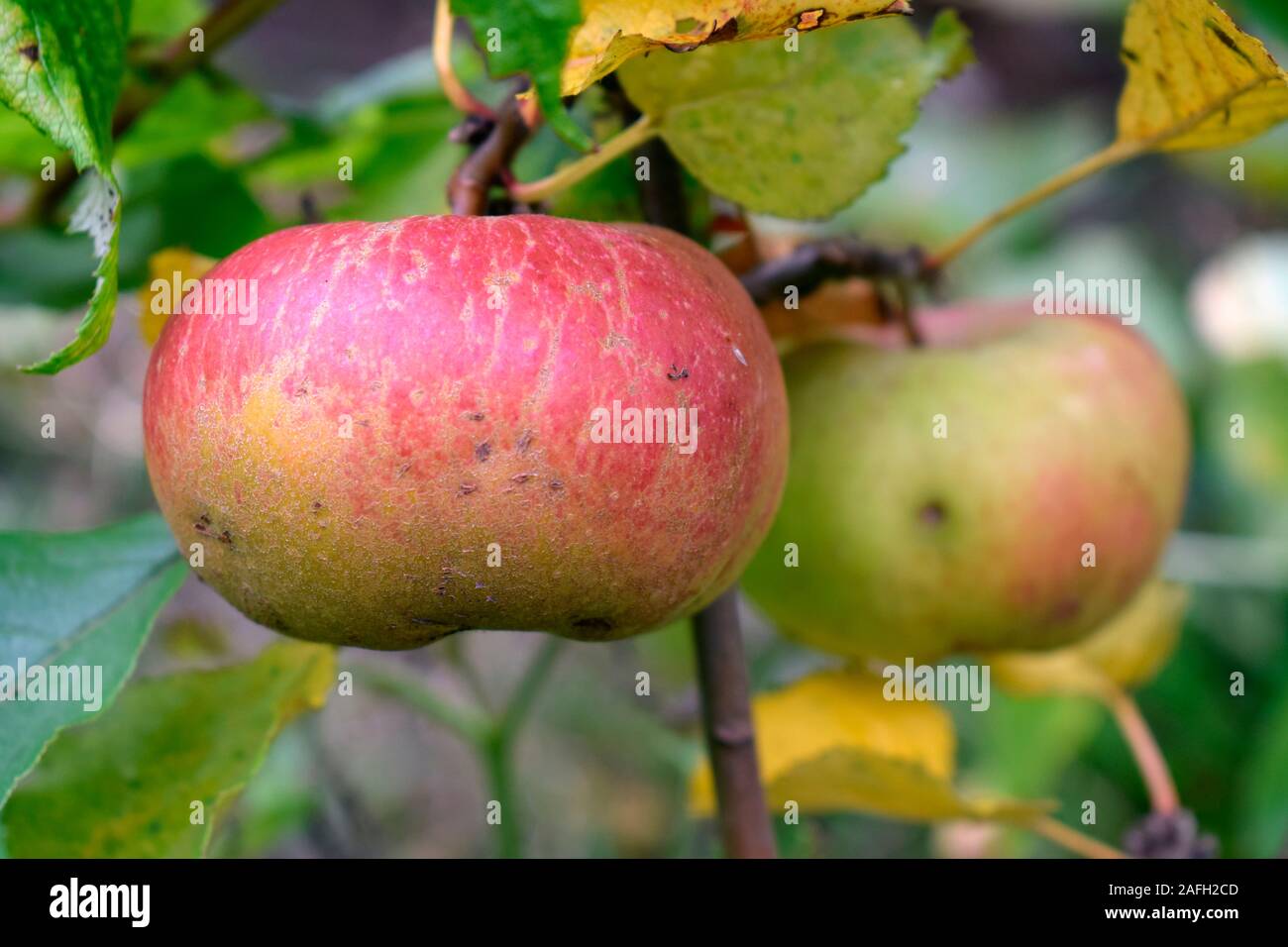 Apple Allen's Everlasting Stock Photo - Alamy