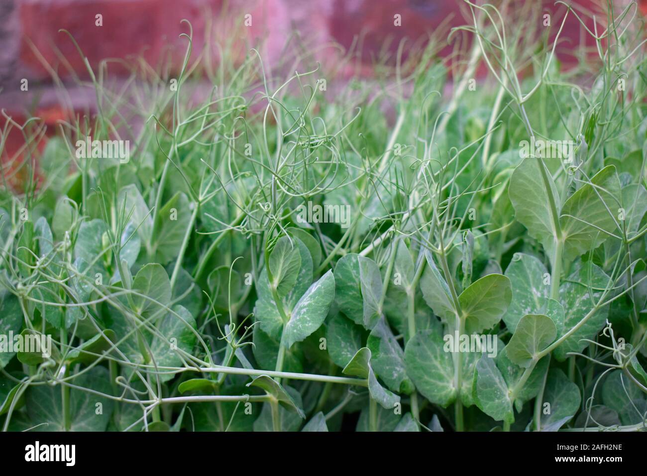 Pea shoots greens hi-res stock photography and images - Alamy