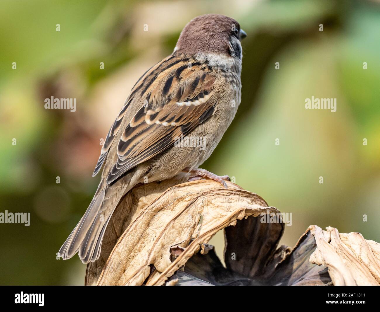 Cute brown House Sparrow standing on a wooden stick observing its ...