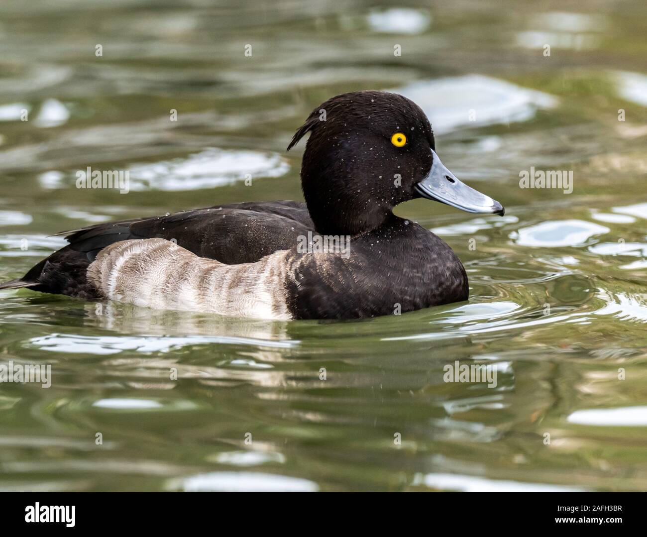 Beautiful cute Greater Scaup duck with expressive eyes in the middle of ...