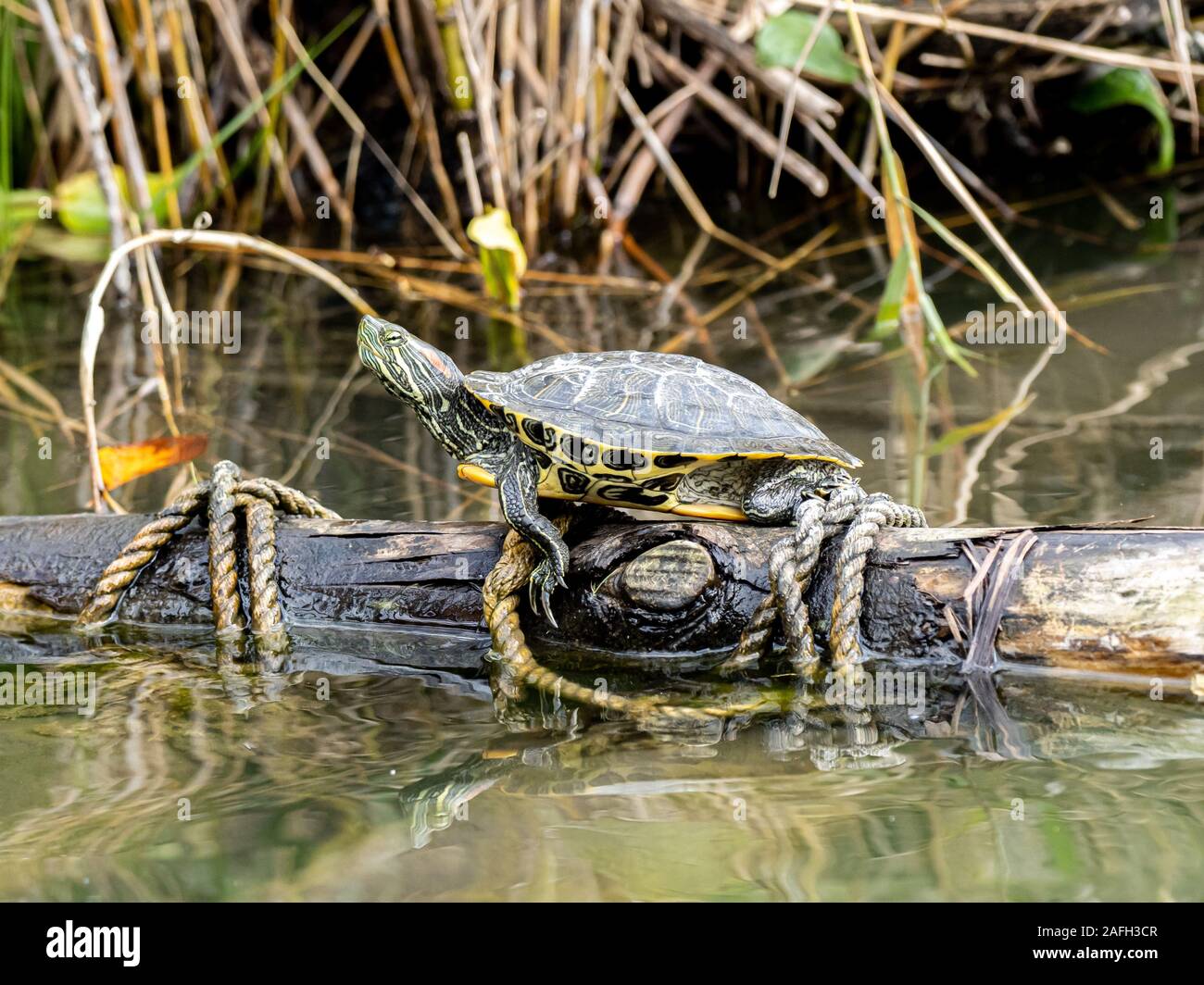 Beautiful Tortoise standing on a thick tree branch at the lakeshore ...