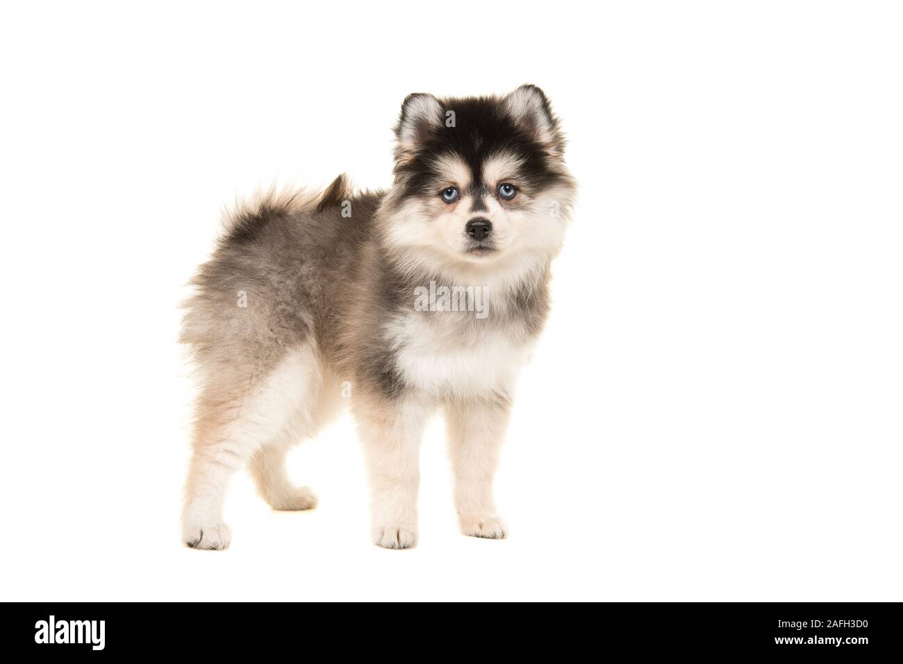 Mini Pomsky