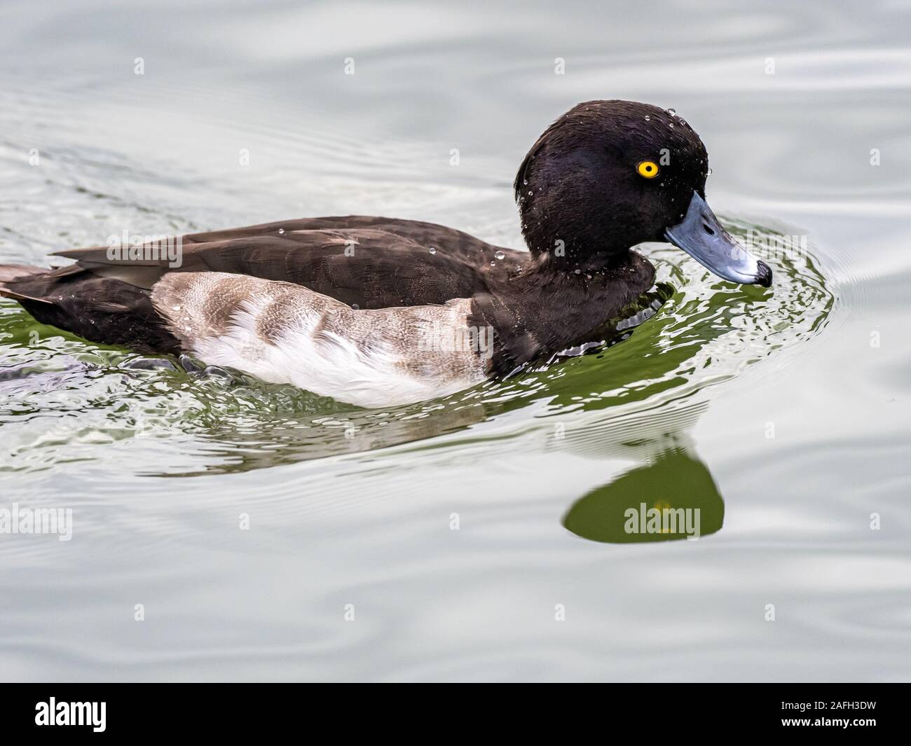 Beautiful cute Greater Scaup duck with expressive eyes in the middle of ...