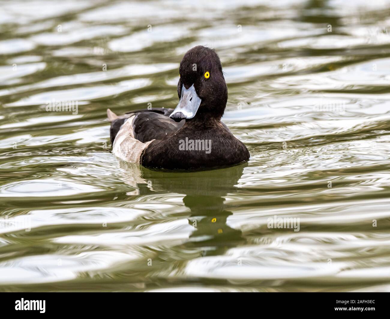 Beautiful cute Greater Scaup duck with expressive eyes in the middle of ...