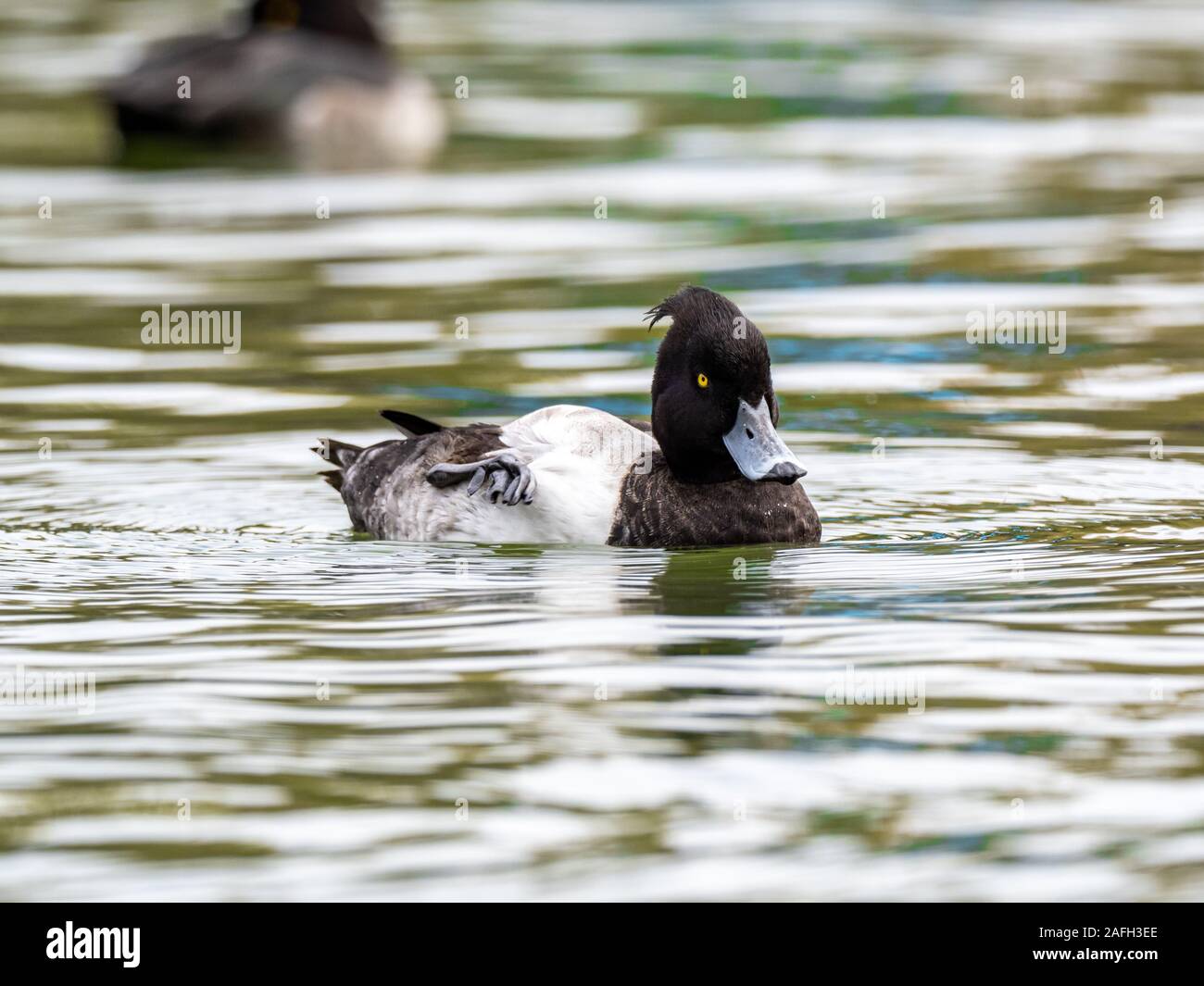 Beautiful cute Greater Scaup duck with expressive eyes in the middle of ...