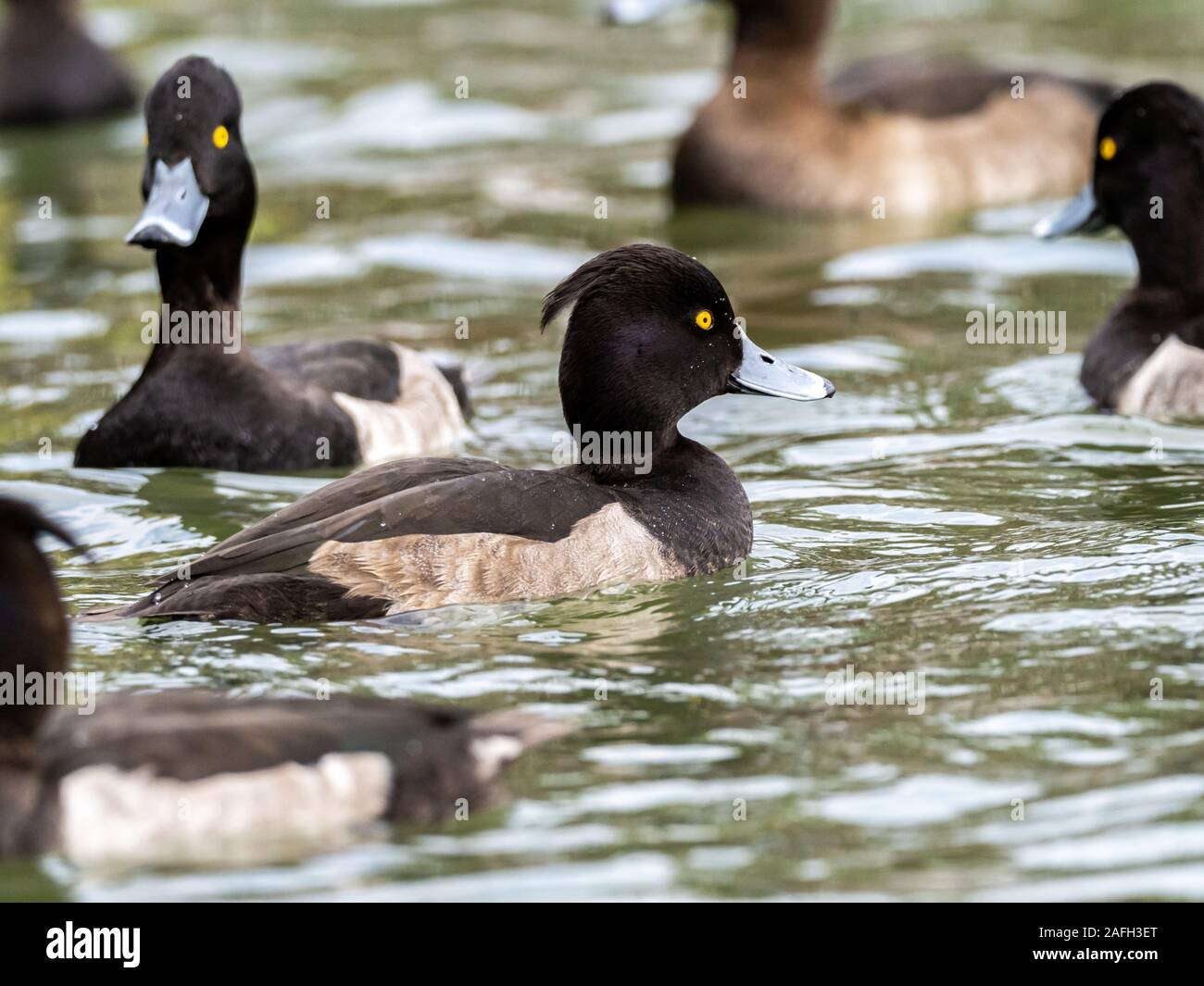 Greater scaup in flight hi-res stock photography and images - Alamy