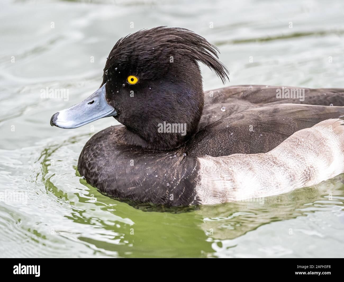Beautiful cute Greater Scaup duck with expressive eyes in the middle of ...