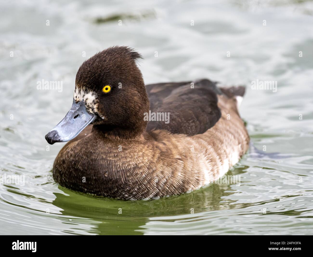 Scaup Duck
