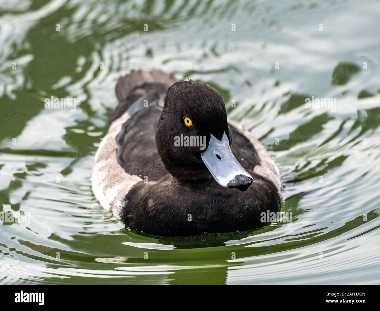 Beautiful cute Greater Scaup duck with expressive eyes in the middle of ...
