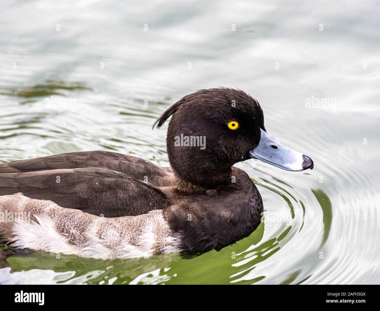 Beautiful cute Greater Scaup duck with expressive eyes in the middle of ...