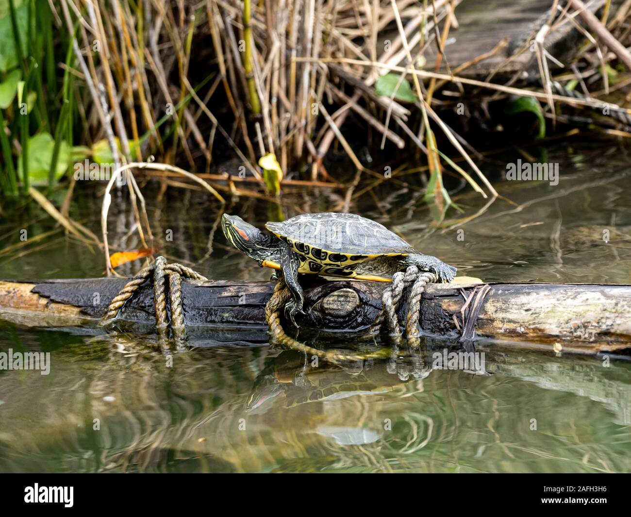 Beautiful Tortoise standing on a thick tree branch at the lakeshore ...