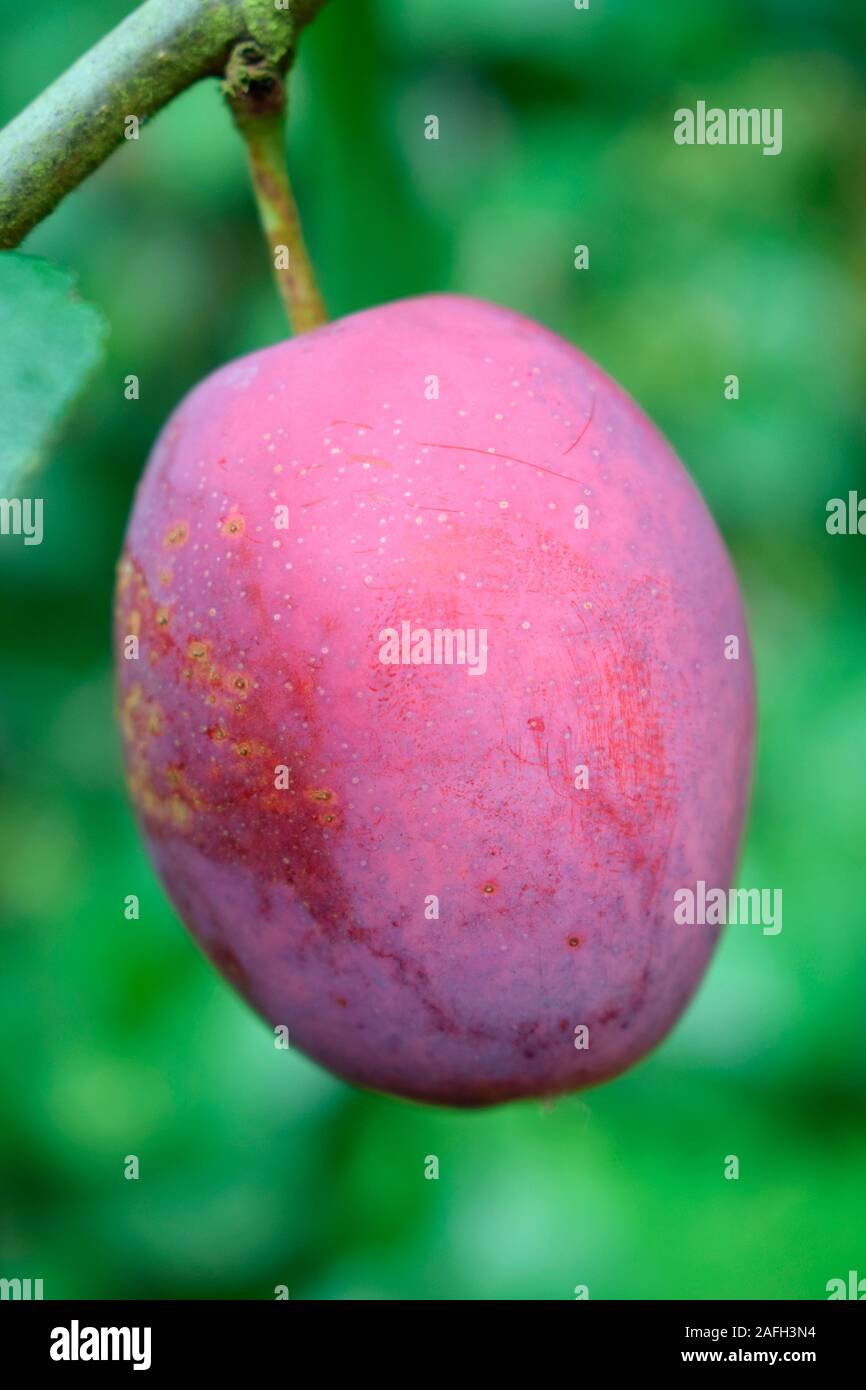Victoria plum hi-res stock photography and images - Alamy
