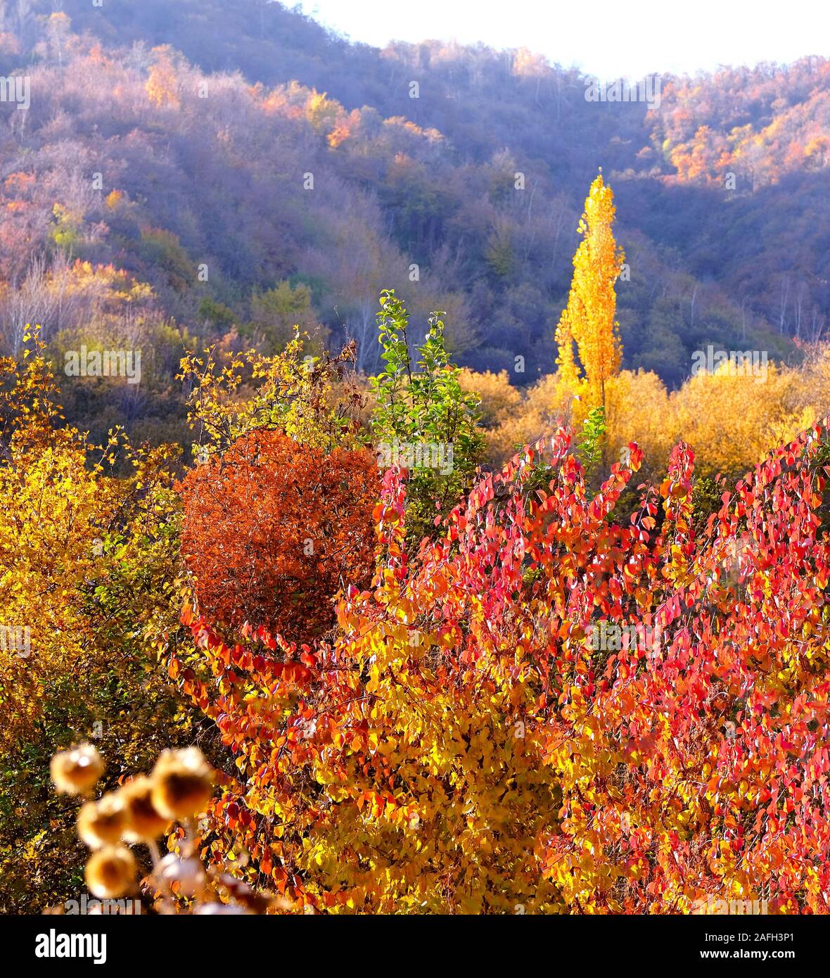 Mountain Fall Backgrounds