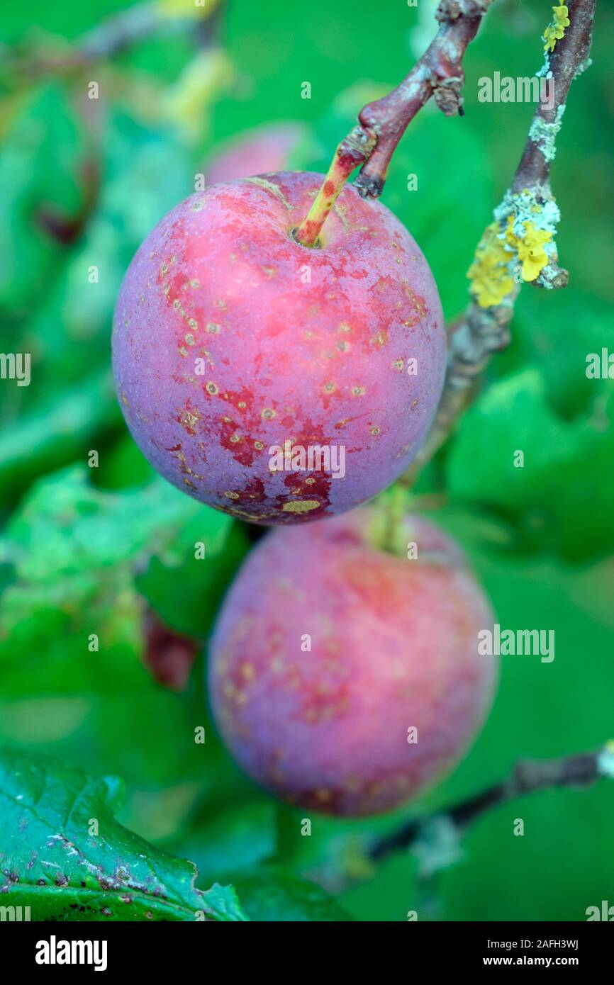Plum tree seedling hi-res stock photography and images - Alamy