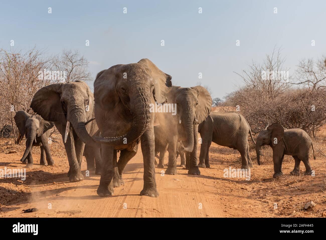 Elephant road block Stock Photo - Alamy