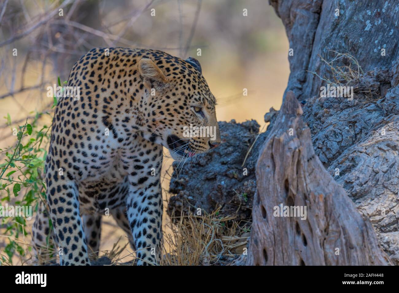 Leopard walking around tree - Tanzania Stock Photo - Alamy