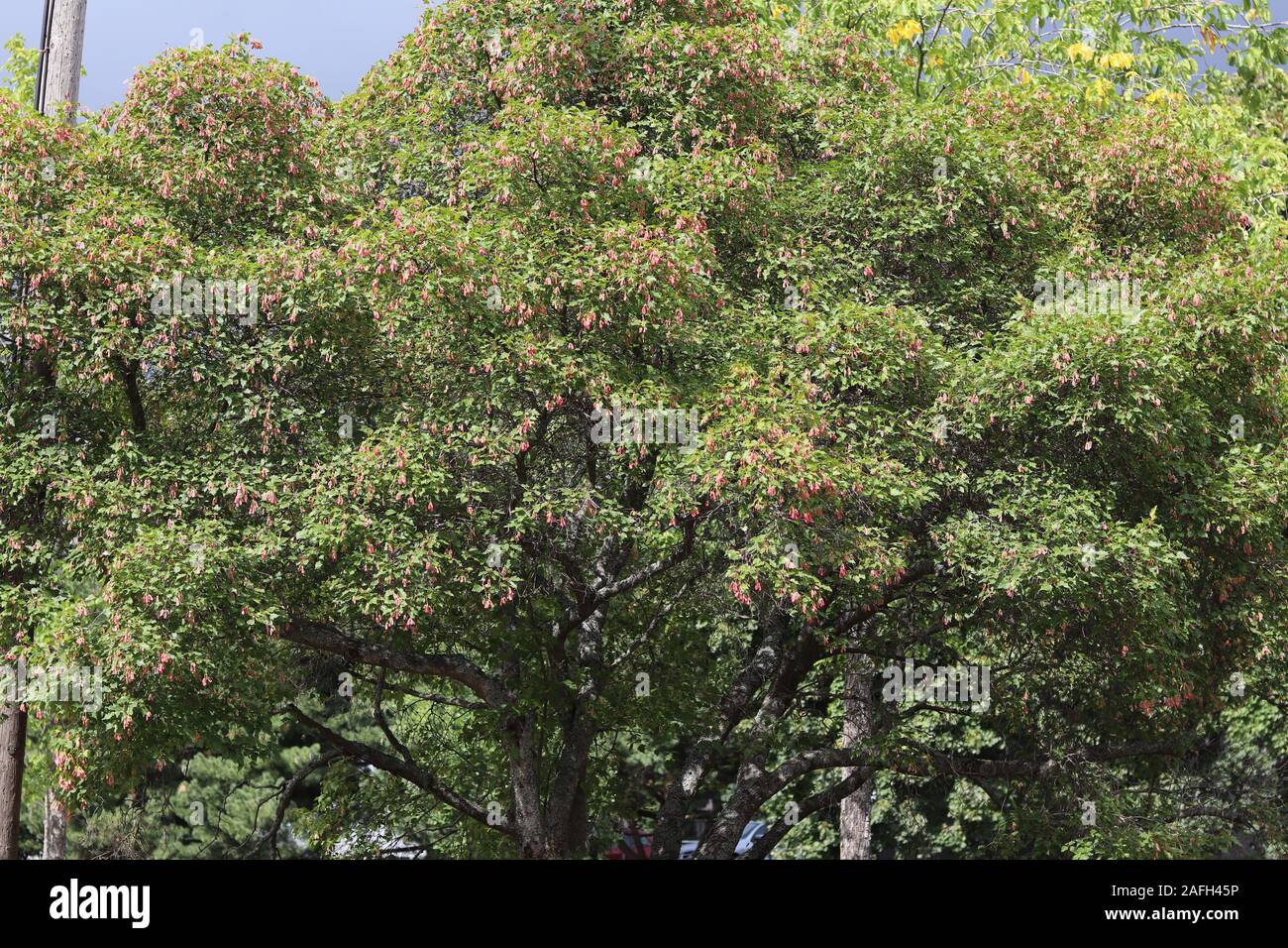Thick branches of a tree with a few red flowers growing on it Stock ...
