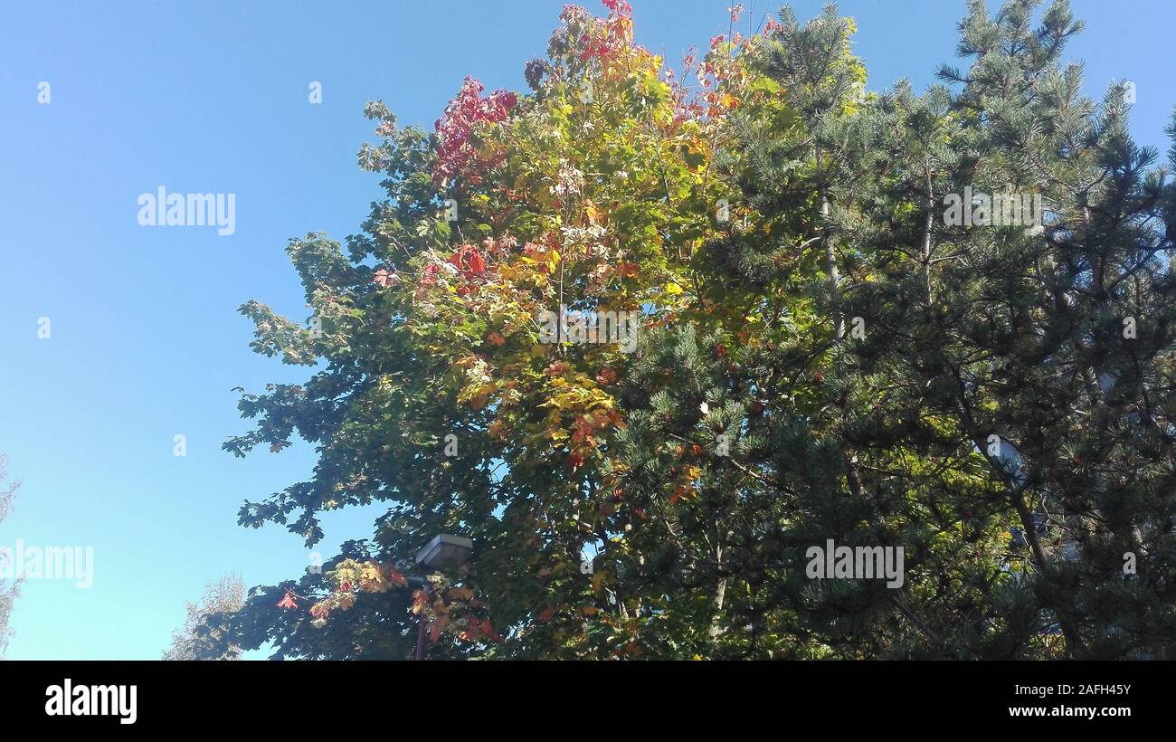 Low angle shot of different types of trees under the sky Stock Photo ...