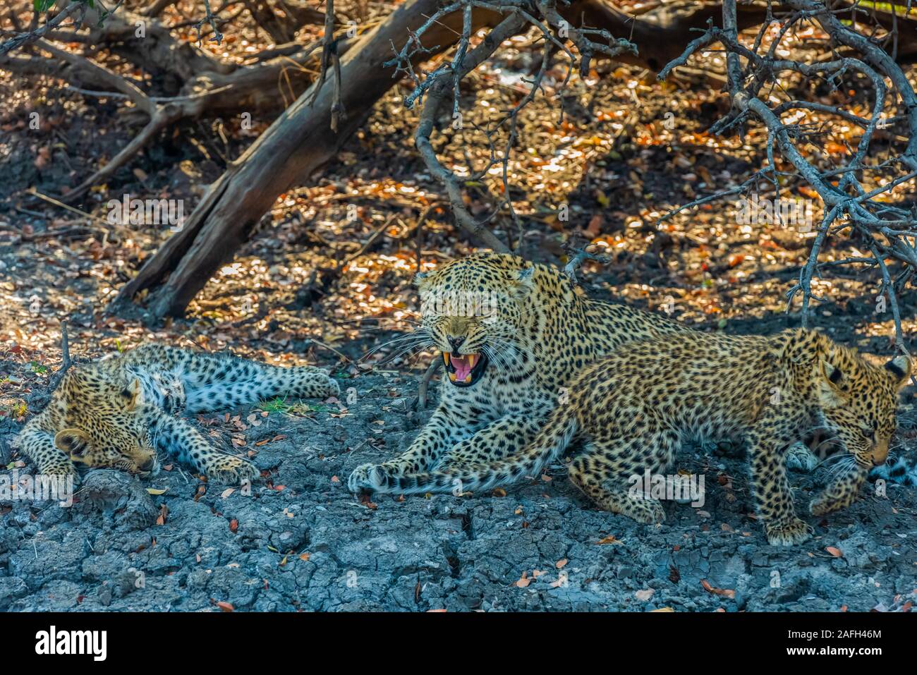 Leopardess hi-res stock photography and images - Alamy