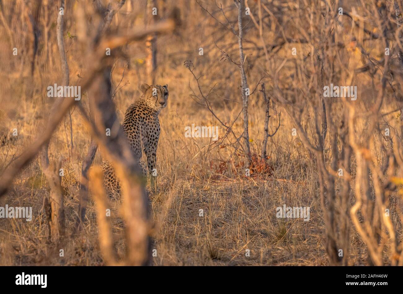 Haunches In High Resolution Stock Photography and Images - Alamy