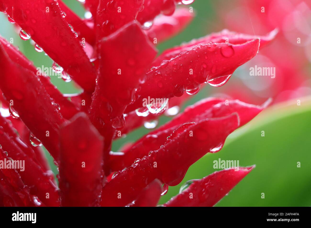 Beautiful red tropical flower dew morning rain Stock Photo - Alamy