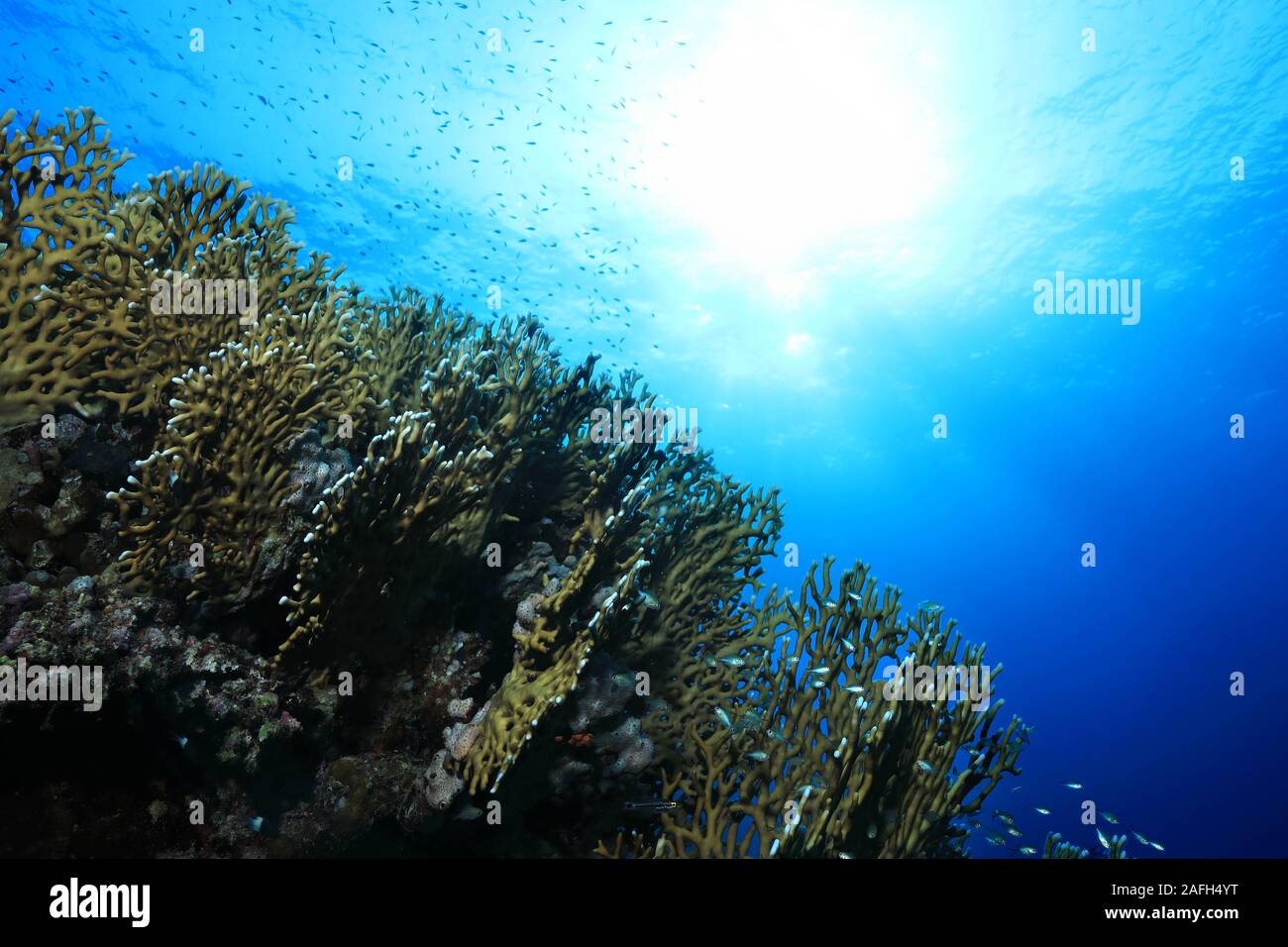 Fire coral (Millepora dichotoma) underwater in the coral reef Stock ...