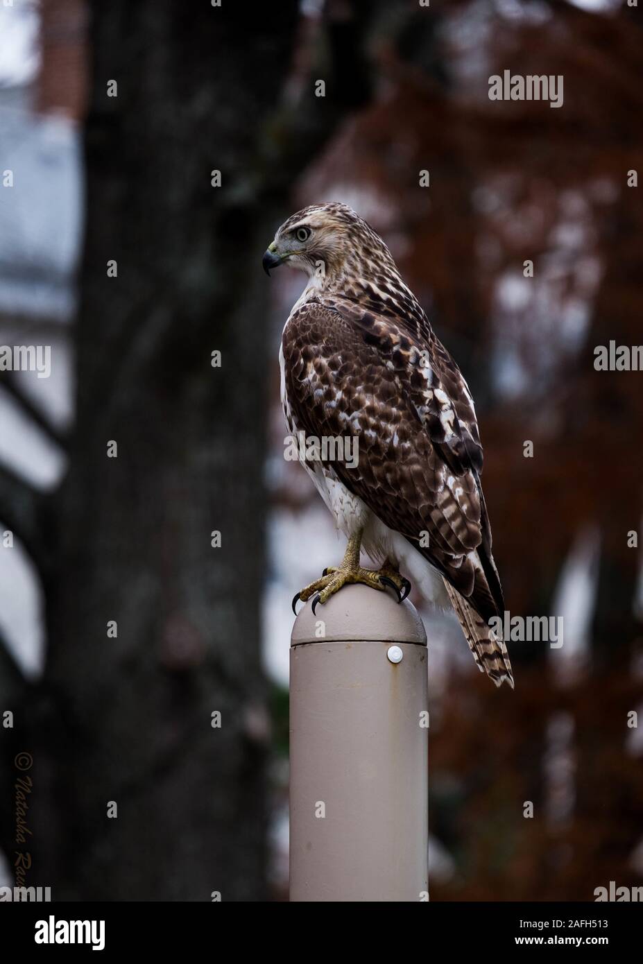 Red tail hawk standing hi-res stock photography and images - Alamy