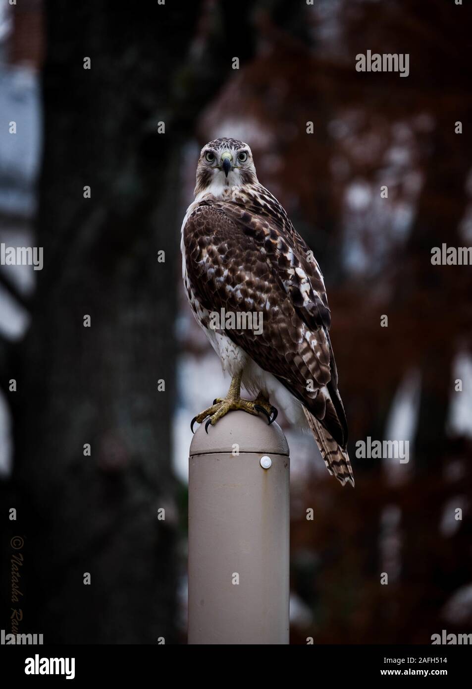 Red tail hawk standing hi-res stock photography and images - Alamy