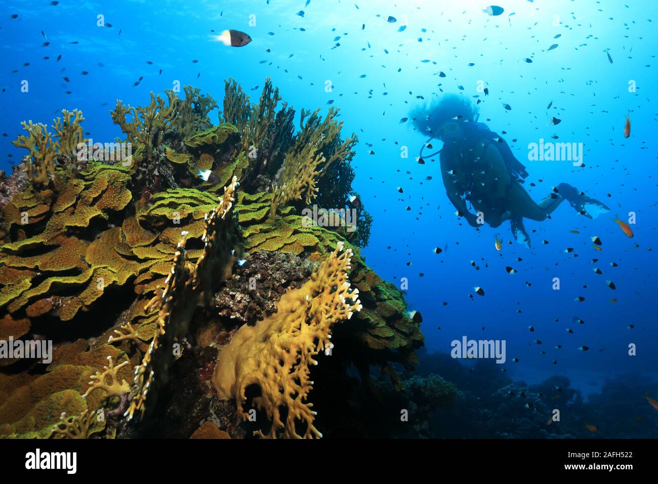 Tropical coral reef and scuba diver underwater in the Red Sea Stock ...