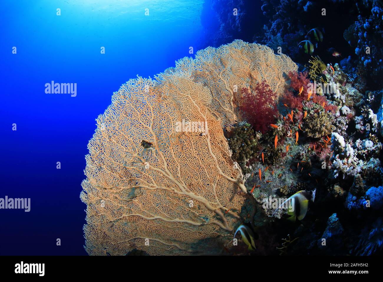 Gorgonian sea fan coral (Subergorgia hicksoni) underwater in the ...