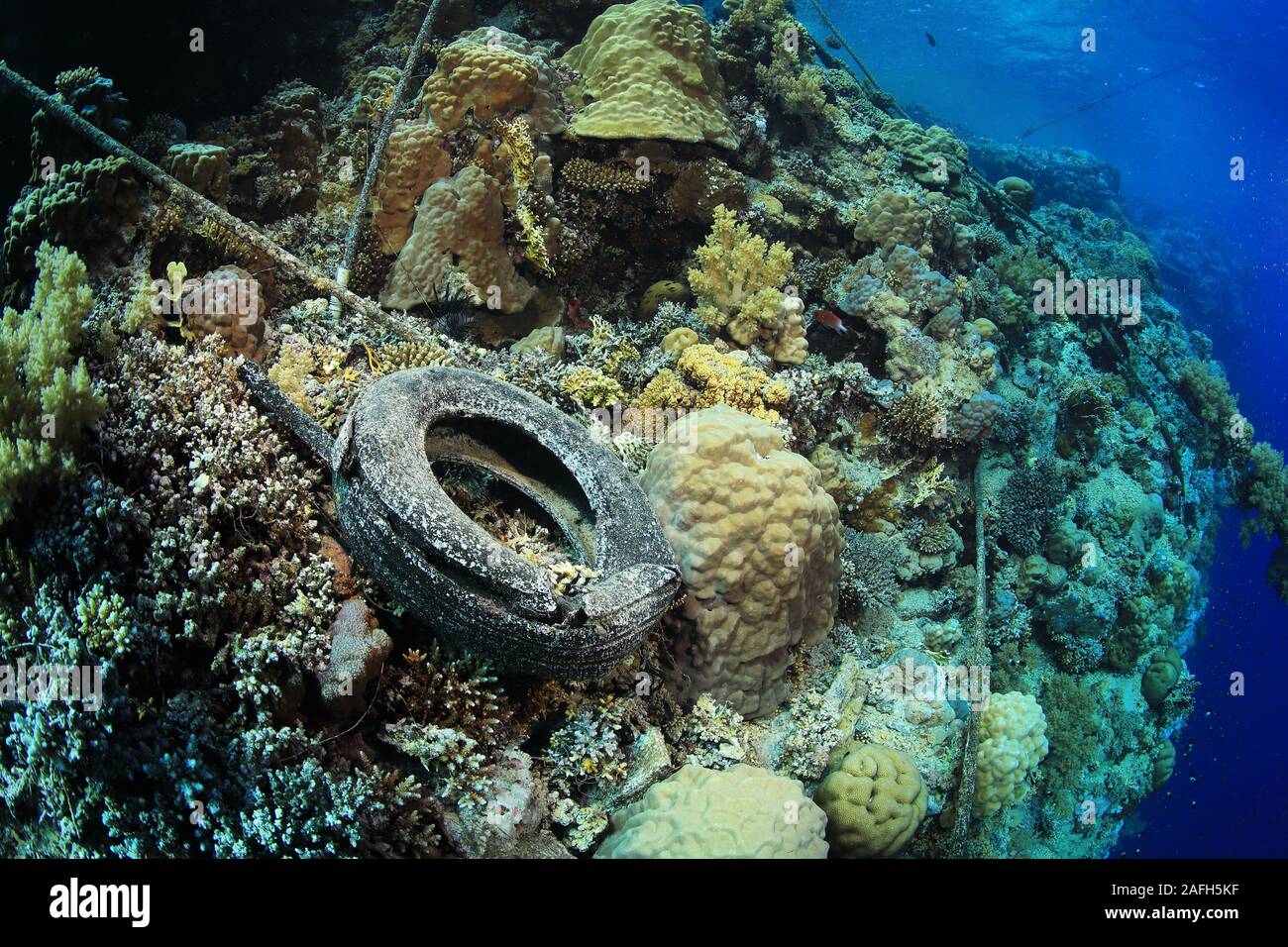 Marine pollution on corals underwater in the tropical coral reef of the ...