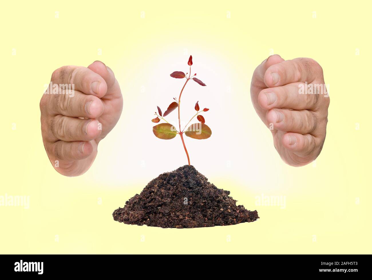 Hands protecting a tree Stock Photo - Alamy