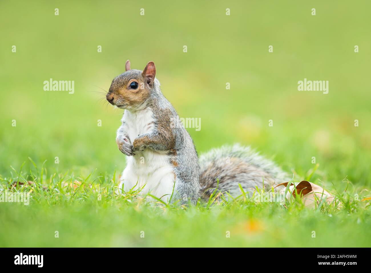Cute grey squirrel sitting upright in a grass field Stock Photo - Alamy