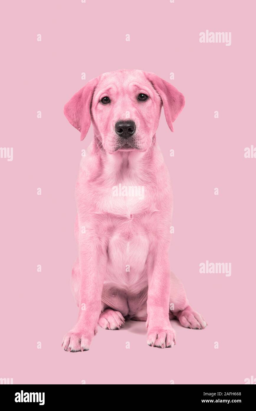 Pink young labrador retreiver dog sitting on a pink background Stock ...