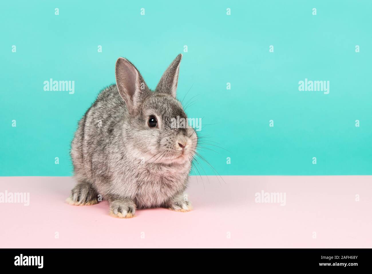 Cute grey rabbit looking at the camera on a pink underground and blue ...