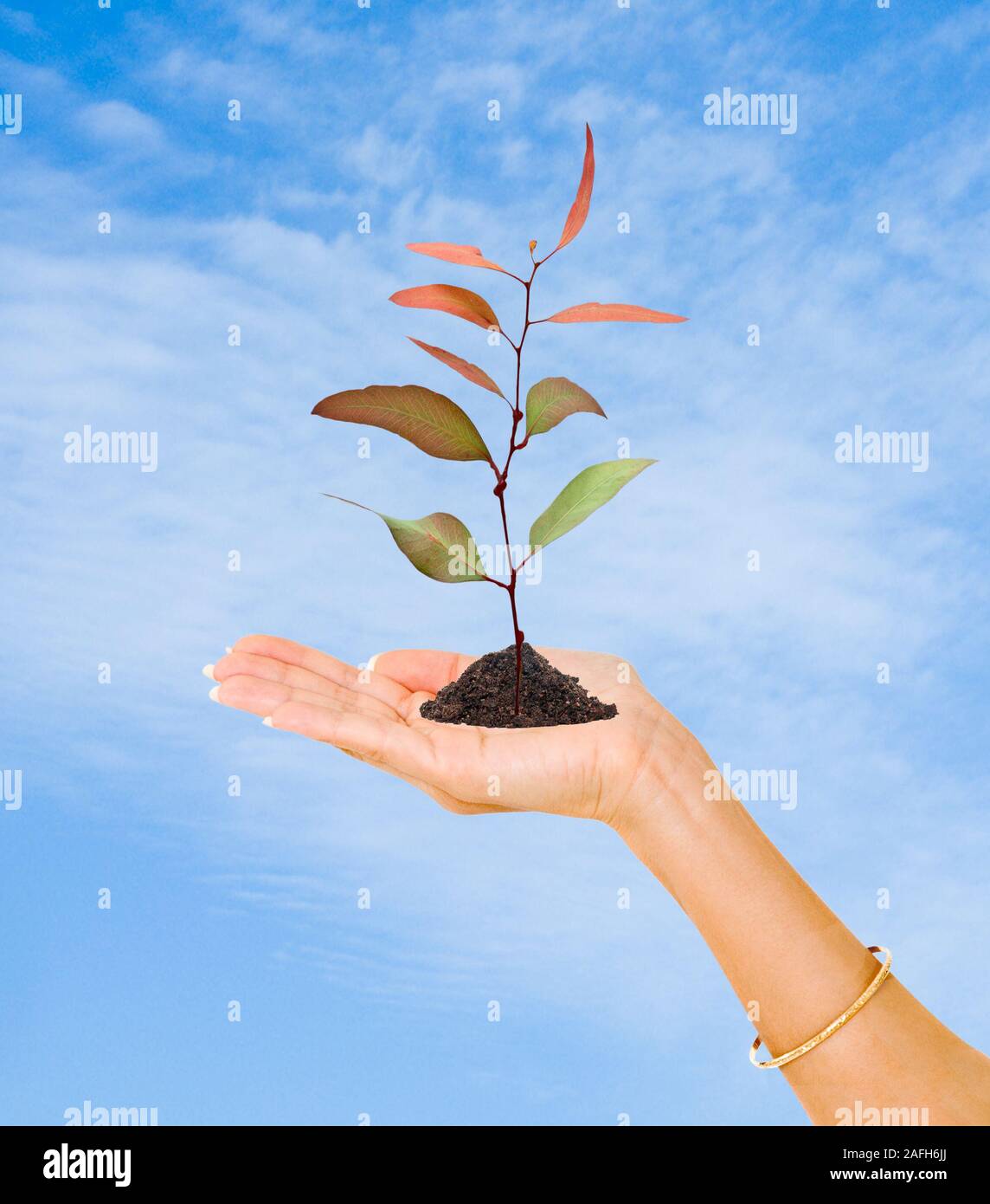 tree seedling in hand as a symbol of nature protection Stock Photo - Alamy