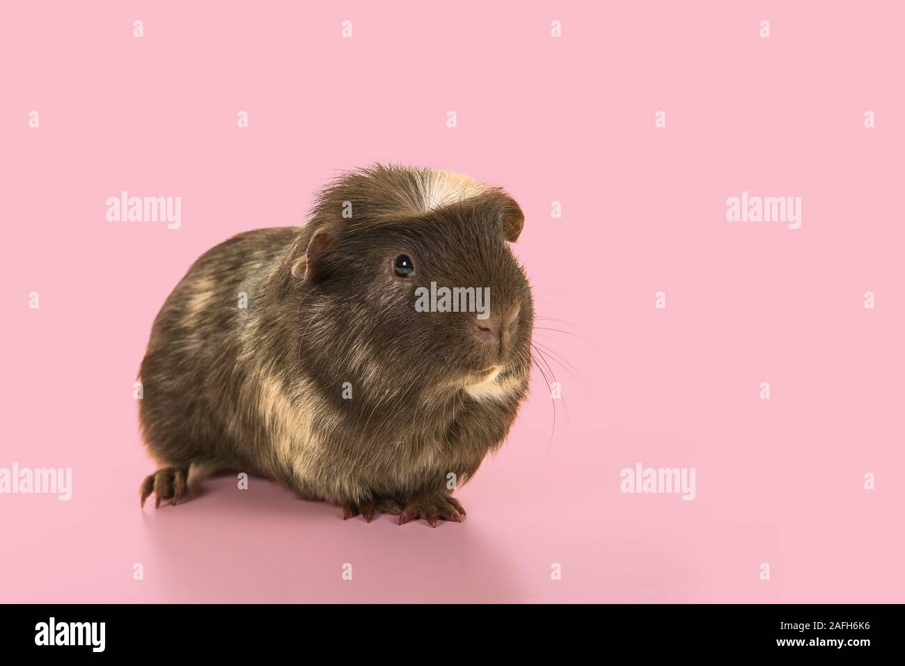 Crested guinea pig seen from the front on a pink background with copy ...